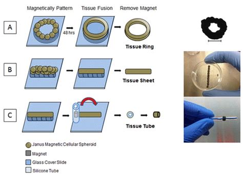 Embedding Of Tissue In Histopathology Springerlink 55 Off