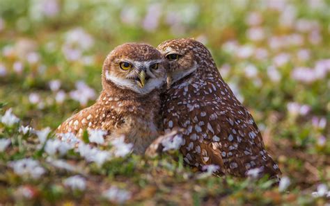 Western Burrowing Owl