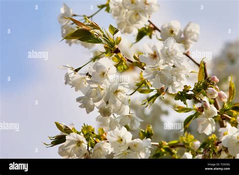 White Flowering Japanese Cherry Blossom Tai Haku High Resolution Stock