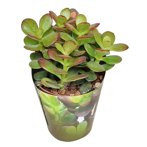Crassula Portulacea — Grossiste En Plantes Floraccess
