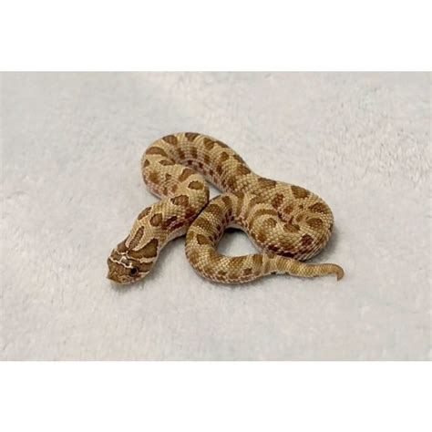 Conda Het Albino Reptiles For Sale Shows And Expos