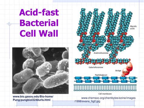 Ppt Staining Differential Stains Powerpoint Presentation Free