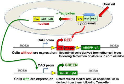 Schematic Representation Of The Mtmg Reporter Strain The Mtmg Reporter