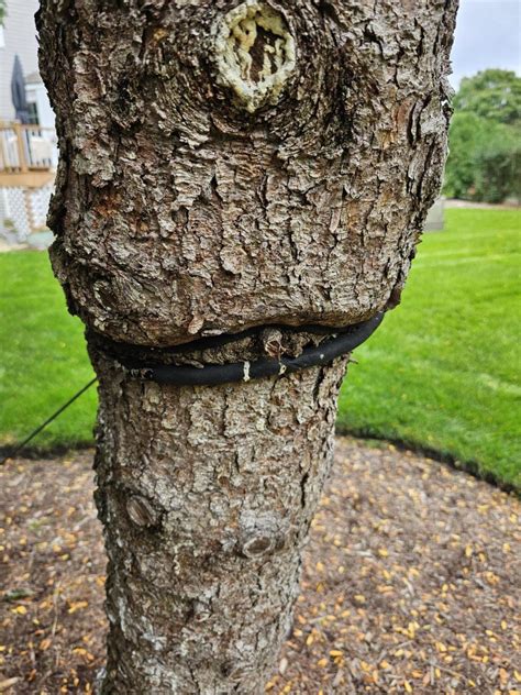 Four Trees Four Stages Of Decline Tree Green