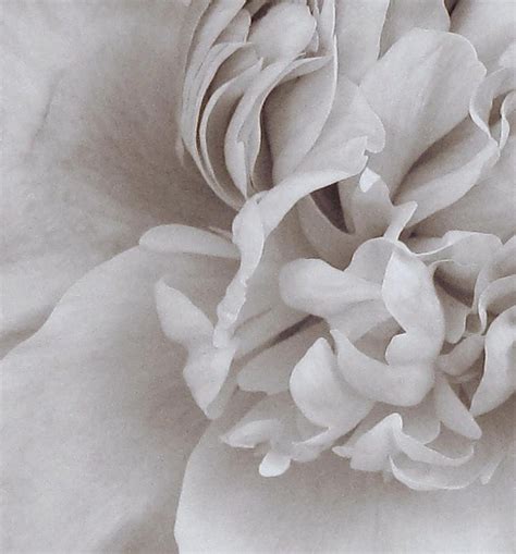 Secret Photograph By Rhonda Barrett Fine Art America