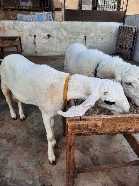 Gulabi Dumba Jhori Sheep 1101128503
