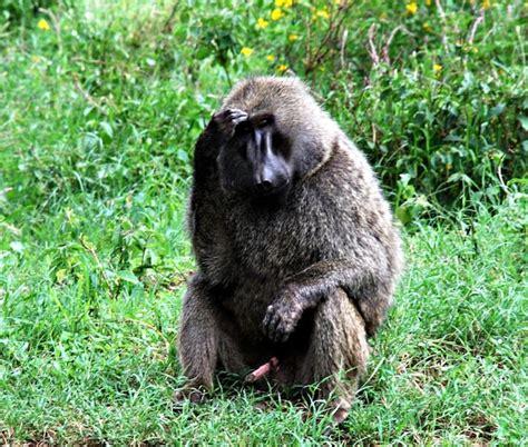 Premium Photo Monkey Sitting On Grass