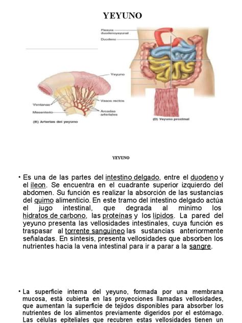 Intestino Delgado Yeyuno E Íleon Pdf Intestino Delgado Anatomía