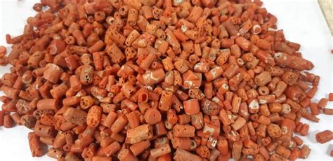 Vastu Munga Coral At ₹ 360piece In Nashik Id 2854294730491