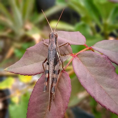 What Would Happen If The Grasshopper Went Extinct — Hive