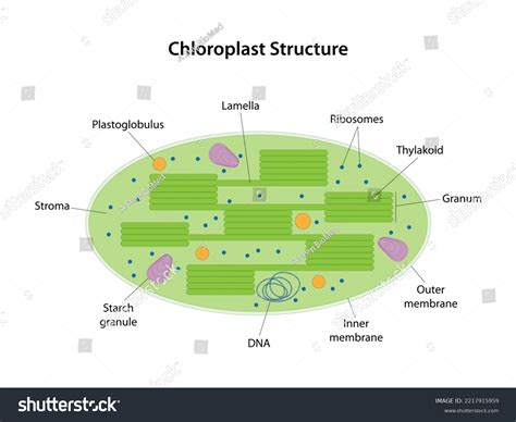 Chloroplast Green Plastid Structure Membranebound Organelle Stock