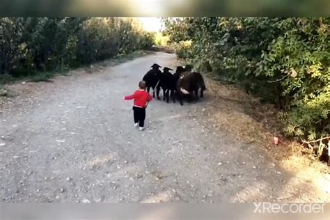 دختر چشم رنگی دختر چوپون