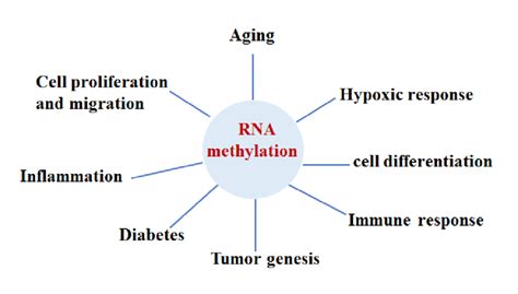 Relevance Of Rna Methylation To Cellular Processes Rna Methylation May Download Scientific