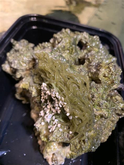 Help Any Idea What This Worm Wormlike Mass Could Be Reeftank