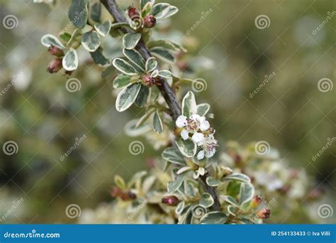 Swedish Cotoneaster Juliette Stock Image Image Of Variegated