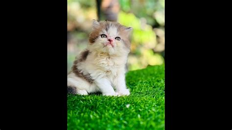 👌👌preety Cute Kud Cat ️ ️ Youtube