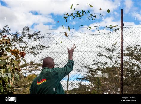 A Worker Of The Munda Wanga Environmental Park Feeds Monkeys With Fresh