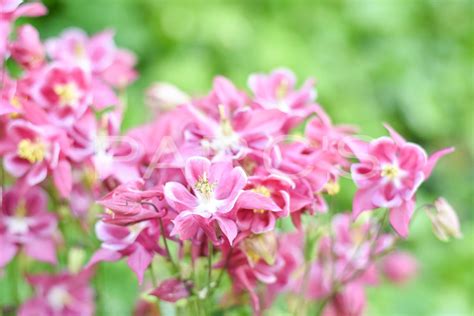 Gemeine Akelei Aquilegia Vulgaris Unsere Pflanze Des Monats