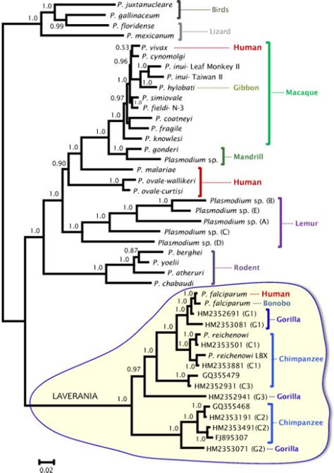 Phylogenetic Tree Of Plasmodium Based On Partial Mitoch Open I