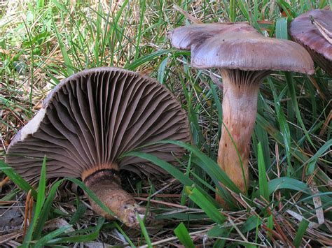 Світ грибів України Gomphidius Rutilus