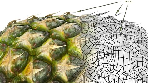 High Resolution Pineapple 3d Model With 8k Textures For Professionals All For One
