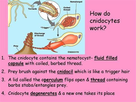 Daily Quiz What Two Traits Make Cnidarians More Complex Than Sponges