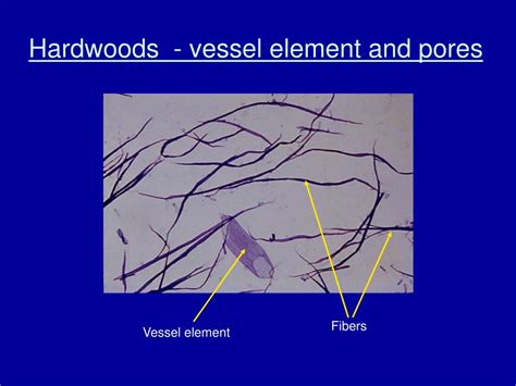 Ppt Hardwood Anatomy Powerpoint Presentation Free Download Id 1442944
