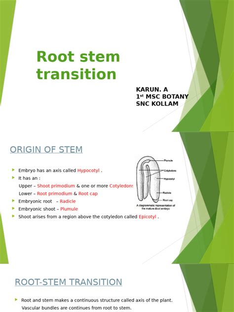 Root Stem Transition Pdf Plant Stem Root