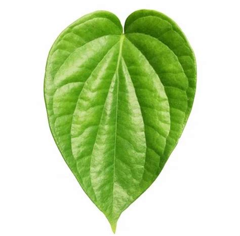 Betel Leaf At ₹ 10piece Varanasi Id 2851948278030