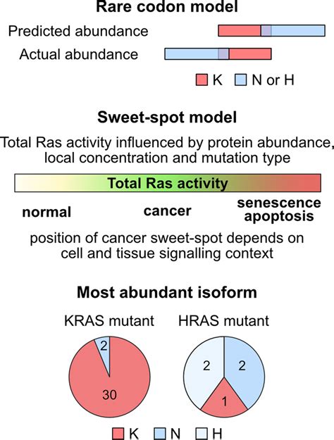 Rare Codons And The Ras Sweet Spot Model Our Data Are Not Consistent Download Scientific
