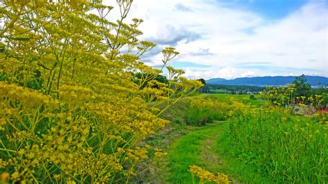 既に咲き誇るオミナエシとベニシジミ・実り始めた栗の実 ほっこり安曇野案内