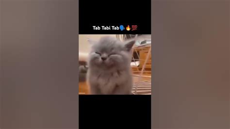Tab Tabi Tab Cute Cat Meme Cat Brainrot Shorts Arabic Youtube