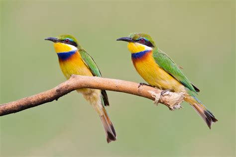 National Geo Birds