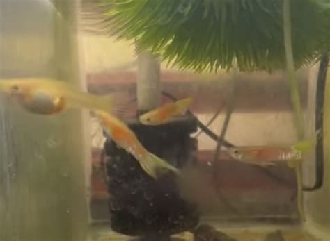 Visual Guide To The Stages Of The Ginga Rubra Endler Guppy Life Cycle