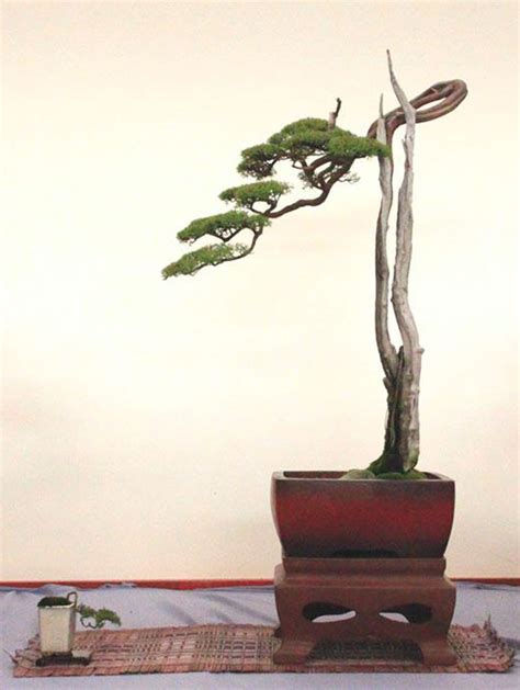 Lithe Literati Another Great Bonsai Exhibition Part 2 Bonsai Bark