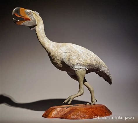 Paraphysornis Alchetron The Free Social Encyclopedia