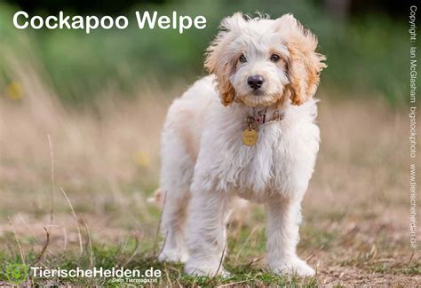 Cockapoo Rasseportrait Charakter Und Haltung Tierischeheldende