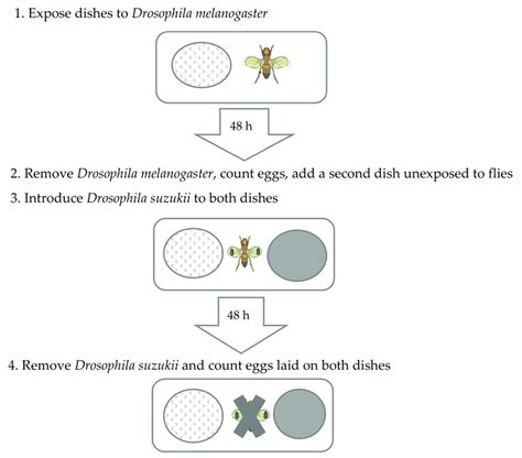 Schematic Representation Of The Oviposition Choice Test Experiment