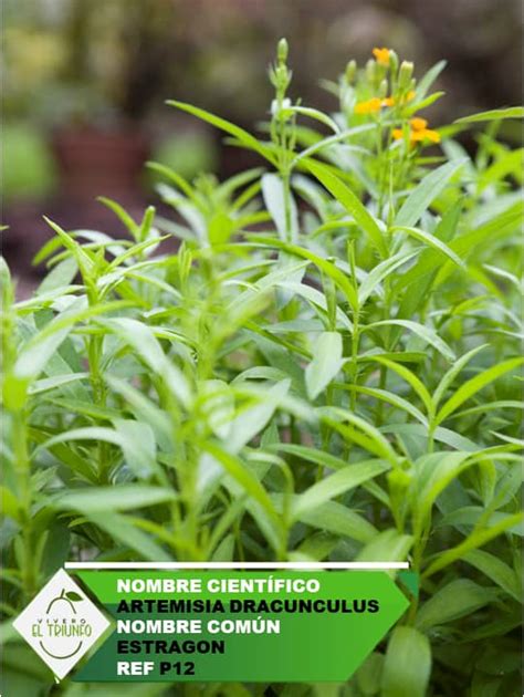 Plántula De Estragón Croper