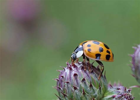 Asian Lady Beetle Vs Ladybug Comparison