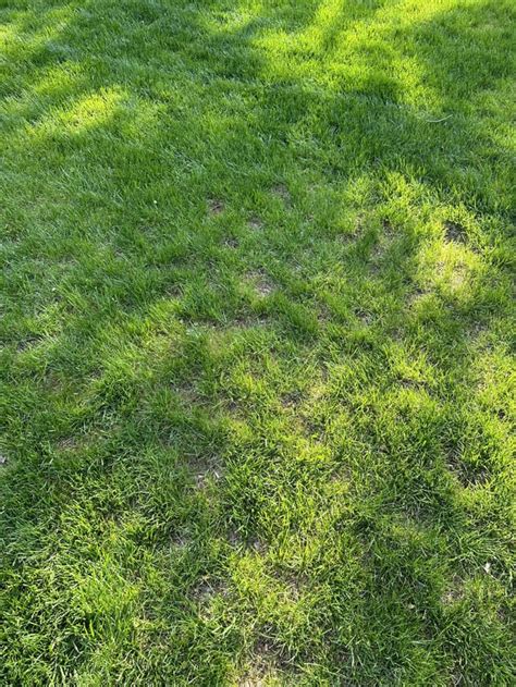 Patching Advice In Healthy Lawn Rlawncare