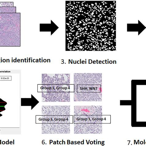 Workflow For Molecular Subtype Classification 1 Pathologist Download Scientific Diagram