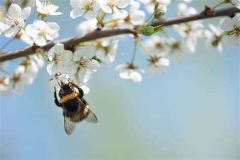 Introducing The Tnfd Leap Approach To Assessment Tnfd