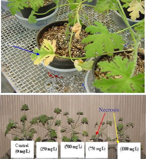 Morpho Phytotoxicity Symptoms In Scented Geranium Plants Following