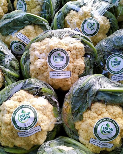 Bunga Kol Pakcoy Dan Kailan Pt Metode Hayati Indonesia