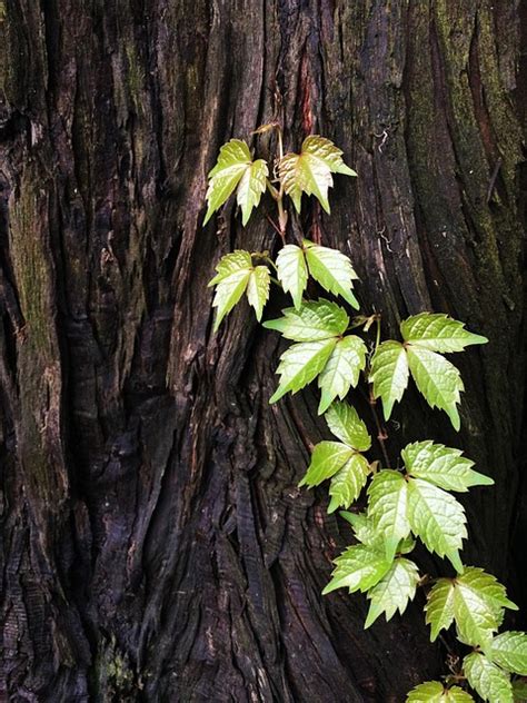 Arbre Feuille Photo Gratuite Sur Pixabay Pixabay