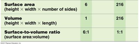 Lecture The Cell Flashcards Quizlet