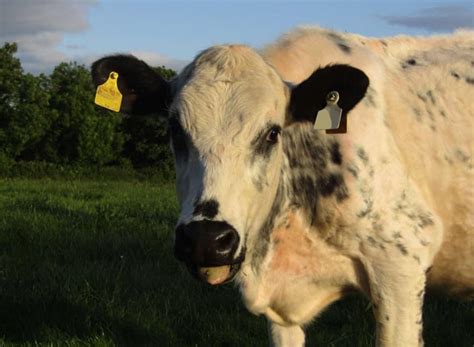 Pixie She Looks Just Like Her Sister Marble R Modernmoo