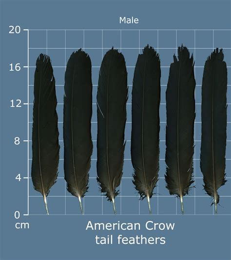 American Crow Tail Feathers Identification