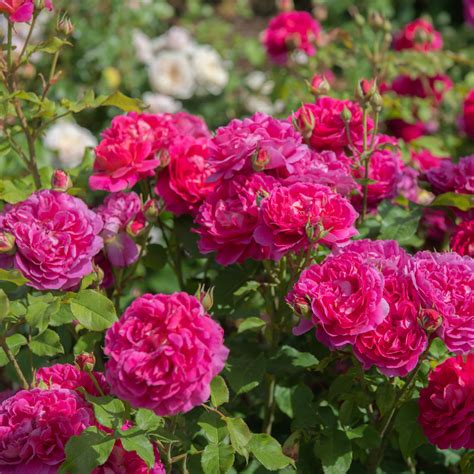 English Roses David Austin Roses